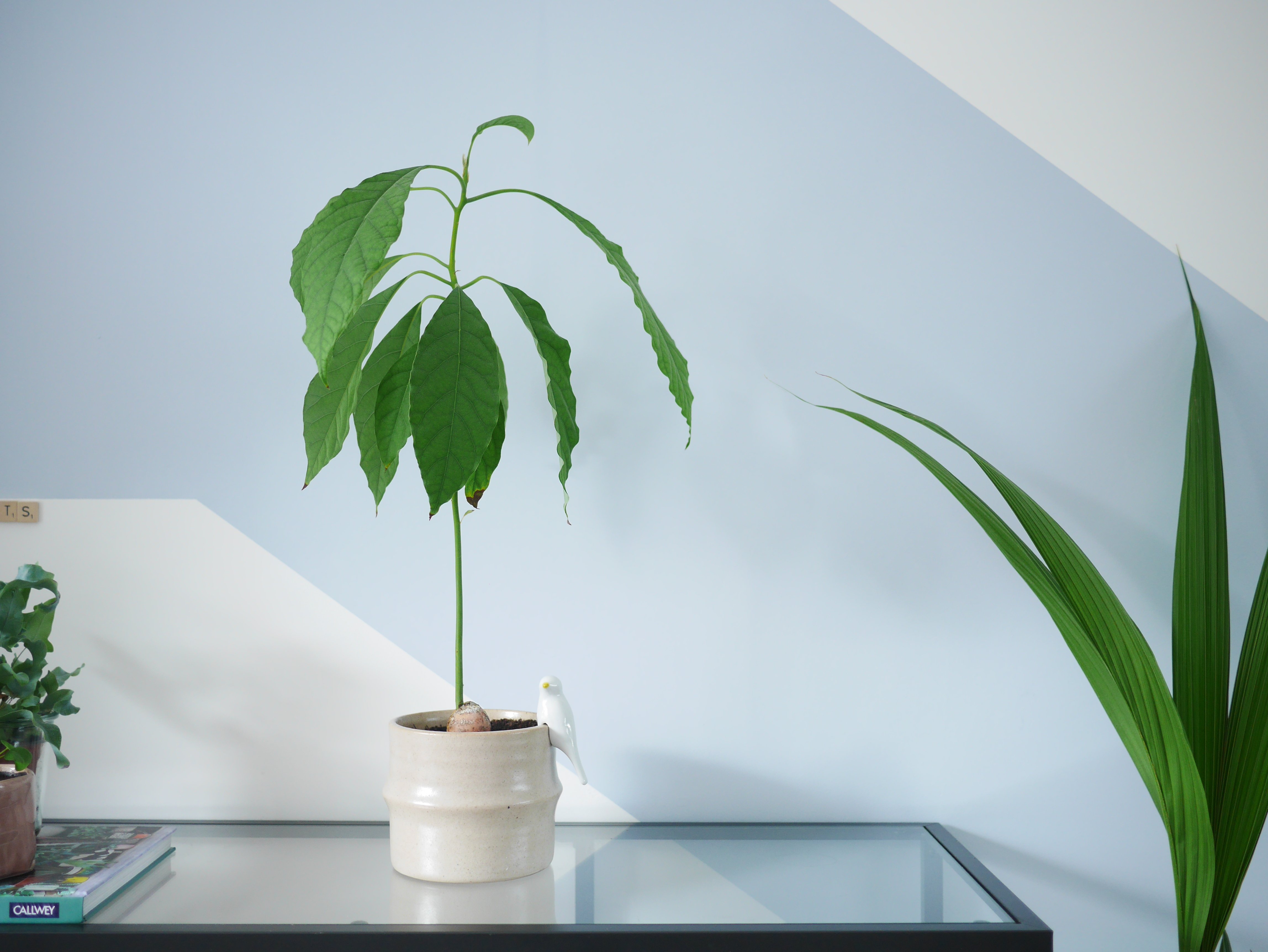 Kweek een avocado plant • Cynthia